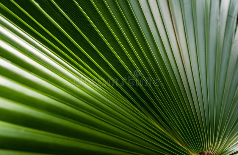 The Play of Light and Shadows, the Texture of Straight Lines Near the ...