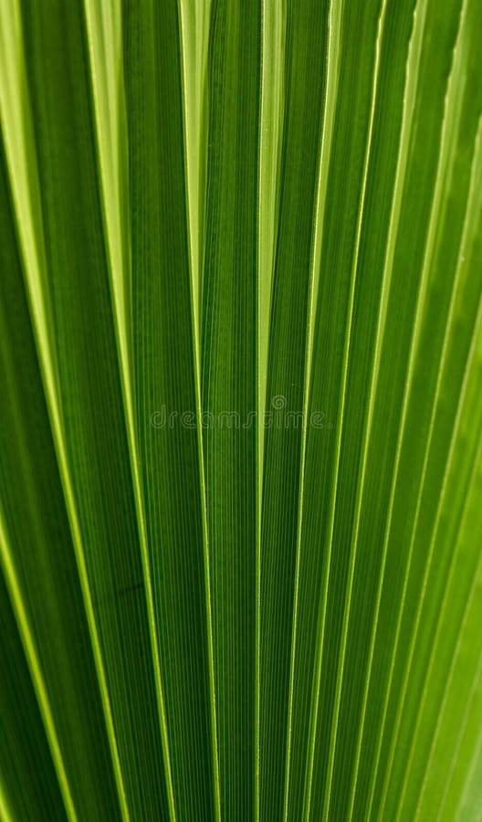 The Play of Light and Shadows, the Texture of Straight Lines Near the ...