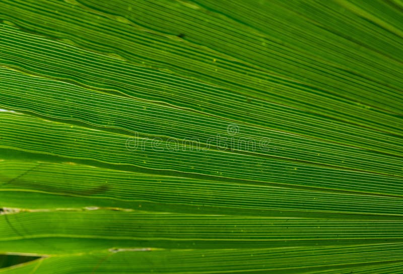 The Play of Light and Shadows, the Texture of Straight Lines Near the ...