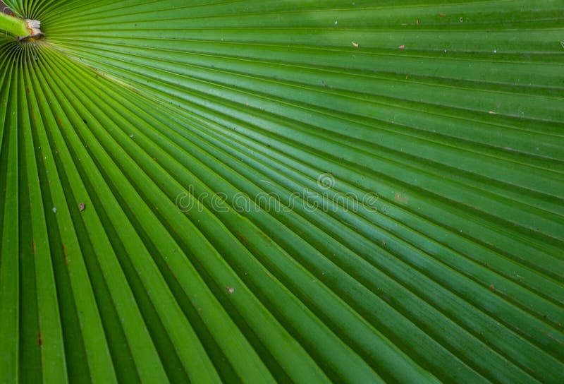 The Play of Light and Shadows, the Texture of Straight Lines Near the ...
