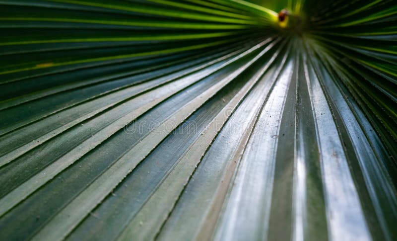 The Play of Light and Shadows, the Texture of Straight Lines Near the ...