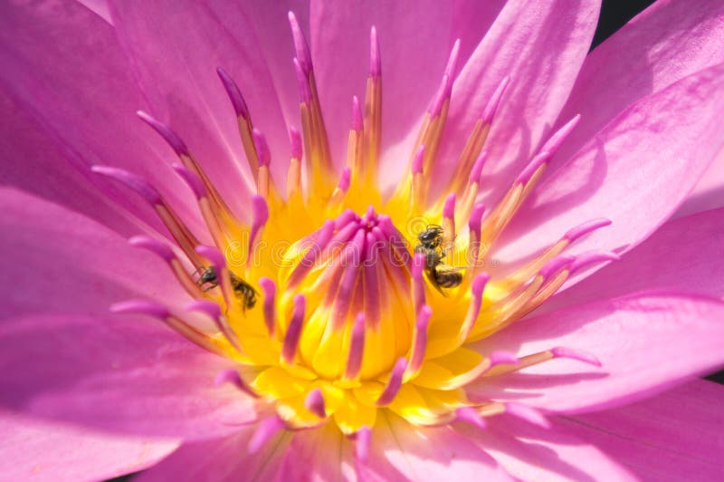 Play in the lotus stock image. Image of insect, blossom - 32154297