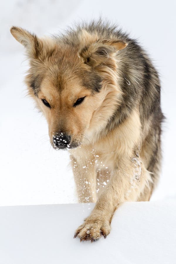 Play with me stock photo. Image of canine, forest, animal - 36254678