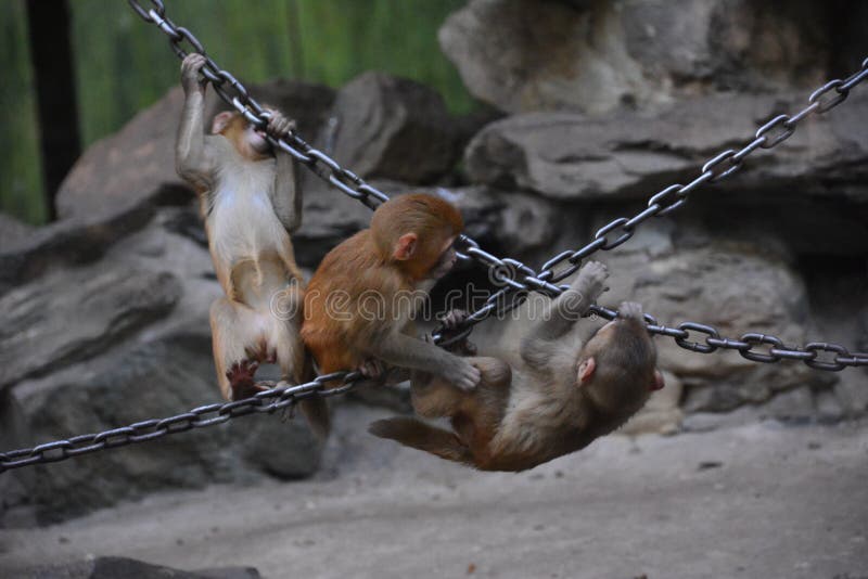 Play monkey stock image. Image of applause, play, jumping - 80418153