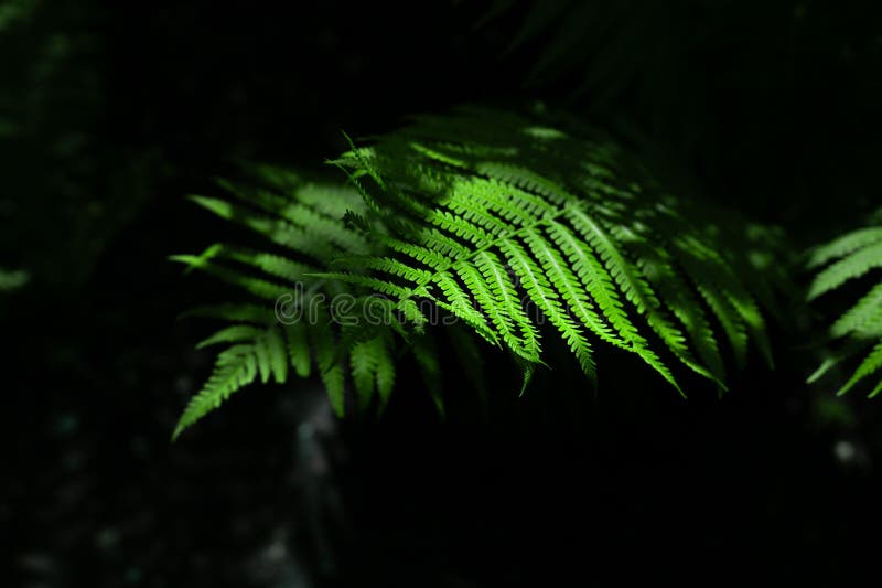 Play of Shadow and Light on Fern Leaves Stock Image - Image of forest ...