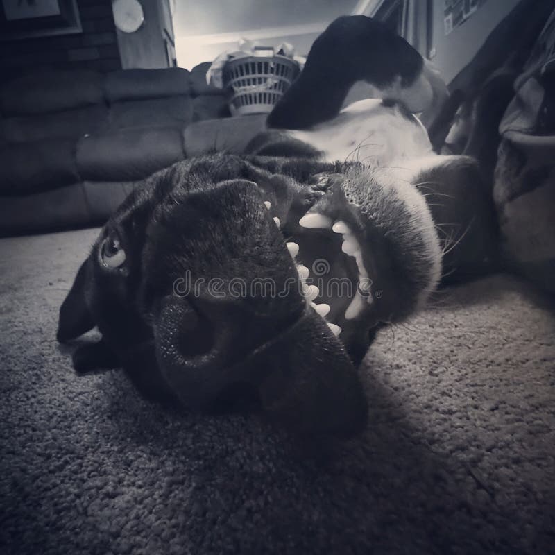 Play time stock image. Image of play, africa, pool, south - 78909703