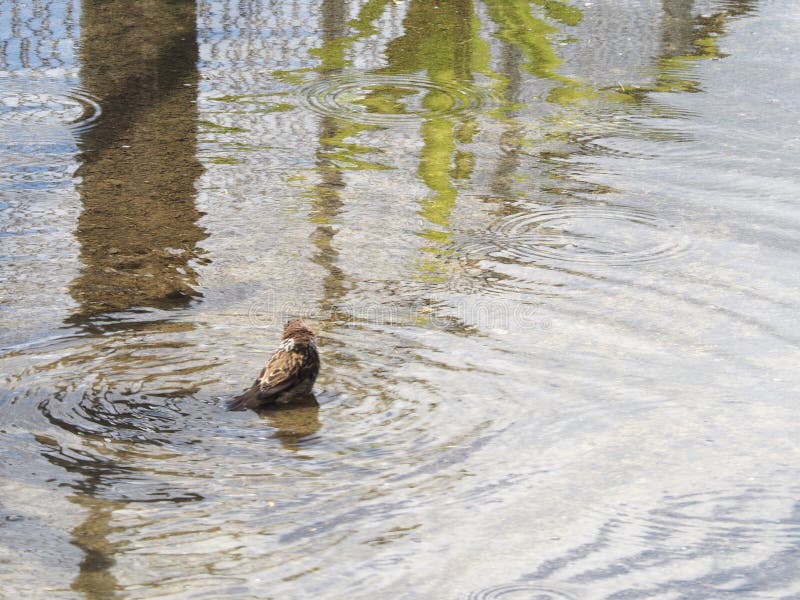 Sparrows and water stock image. Image of sparrows, play - 163018183