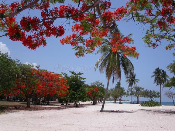 Playa Ancon stock photo. Image of green, coconuts, ancon - 3530622