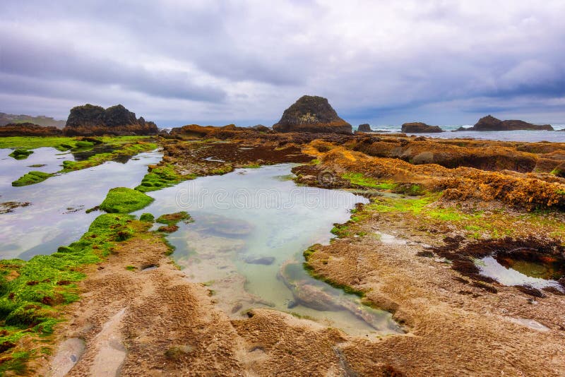 Playa De La Roca Del Sello En La Costa De Oregon Foto de archivo ...