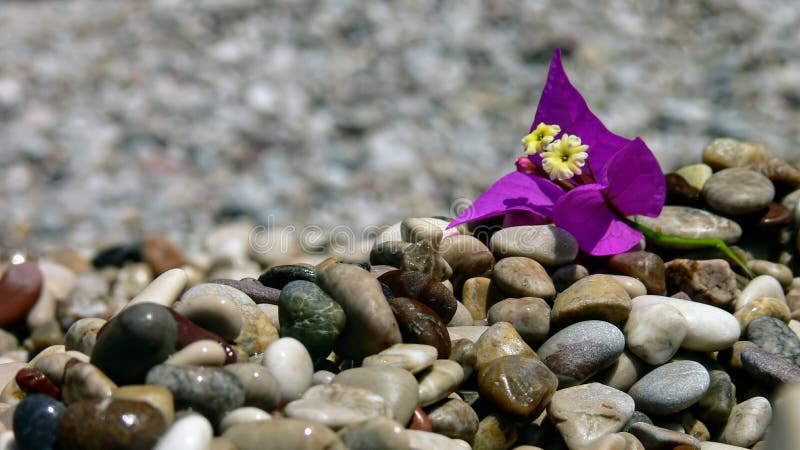 Playa De Mar Rosa Macro Flor Natural Imagen de archivo - Imagen de ...