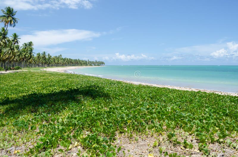 Playa De Patacho, El Brasil Foto de archivo - Imagen de agua, verano ...