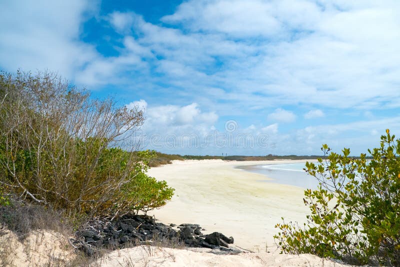 Playa En La Isla De Las Islas Galápagos Isabela, Ecuador Foto de ...