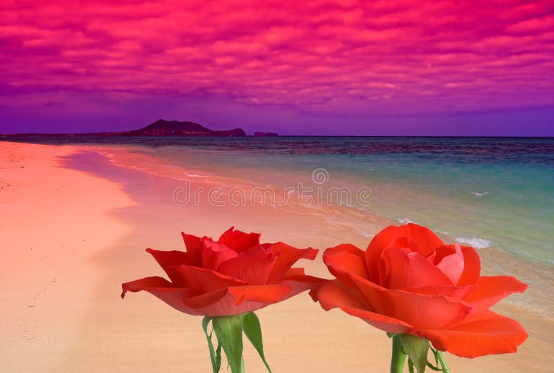 Playa Ideal - Con Las Rosas Foto de archivo - Imagen de hawai, fondo ...