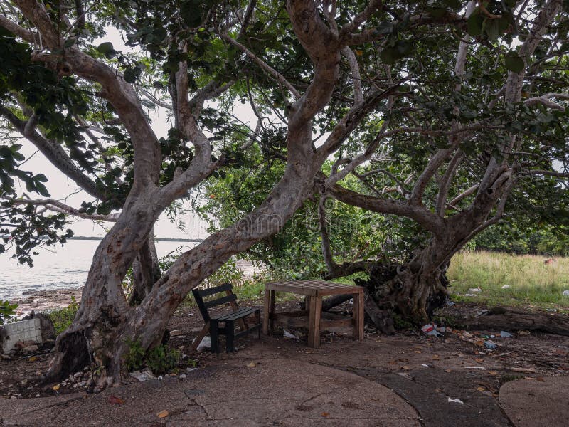 Tree with Lot of Garbage Below in Cuba Editorial Stock Image - Image of ...