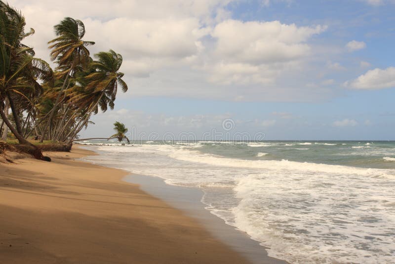 Playa sola imagen de archivo. Imagen de blanco, palmas - 13357627
