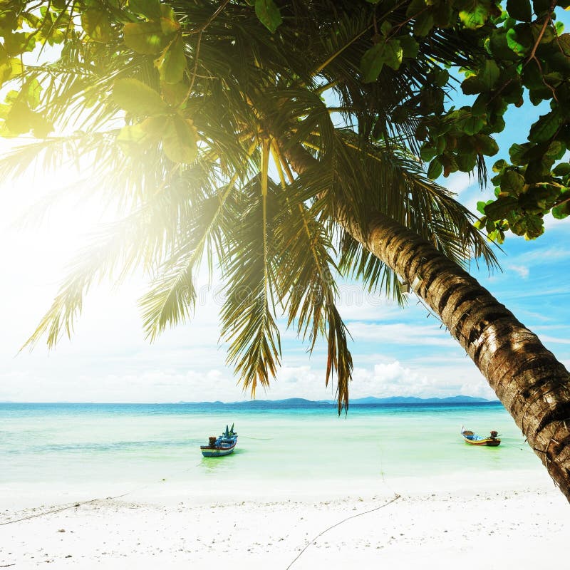 Playa tropical foto de archivo. Imagen de vacaciones - 24738568