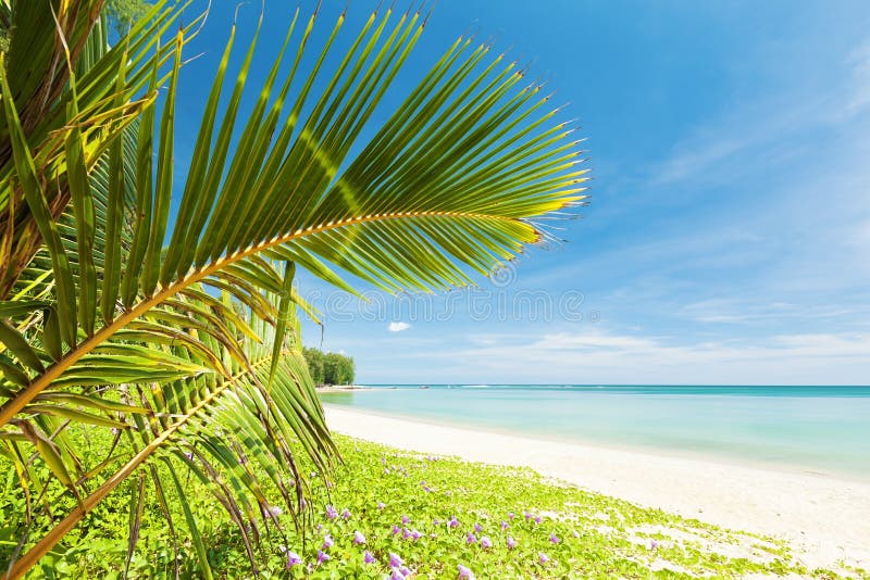 Playa tropical imagen de archivo. Imagen de paisaje, océano - 27578169