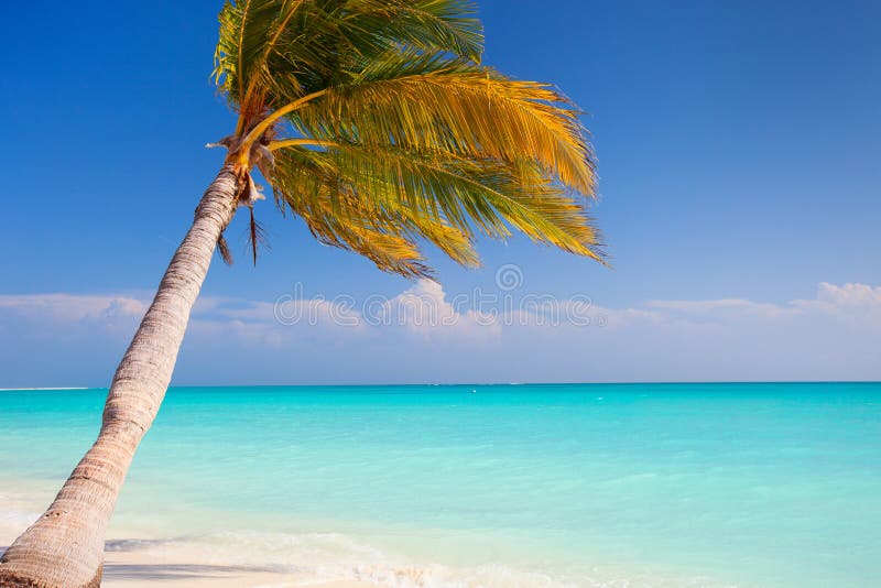 Playa tropical perfecta foto de archivo. Imagen de blanco - 34175106