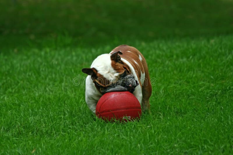 Playful stock image. Image of bite, enjoy, basket, enjoying - 3752325