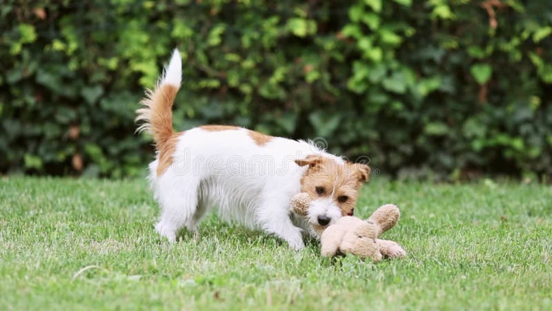 Playful Active, Hyper Dog Puppy Playing with Her Toy in the Grass Stock ...