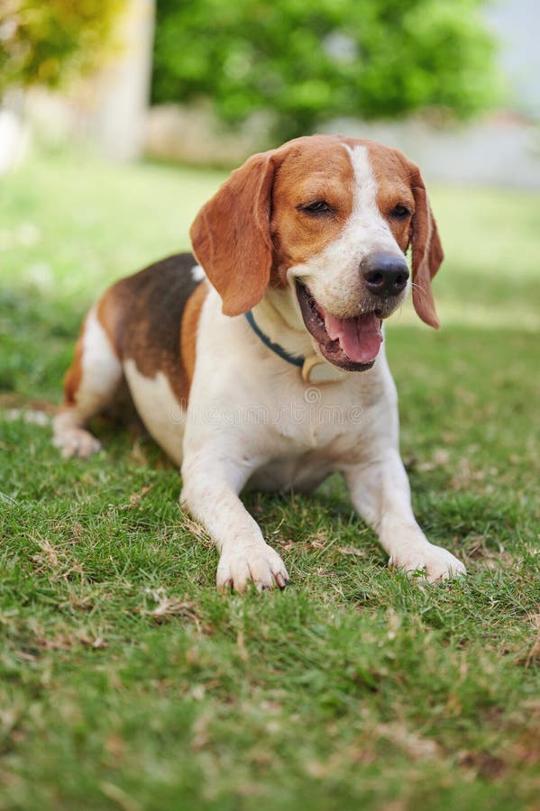 Playful Beagle Dog on Grass Stock Image - Image of breed, domestic ...