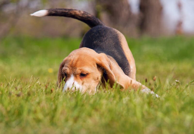 Beagle pointing stock photo. Image of adorable, hairy - 24530462