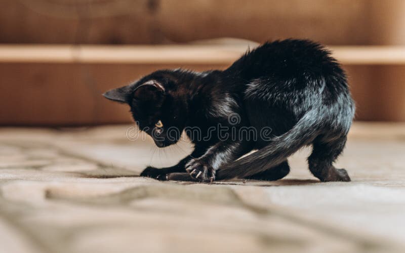 Playful Black Cat Indoors Engaged in Tail-Chasing Fun Stock Photo ...