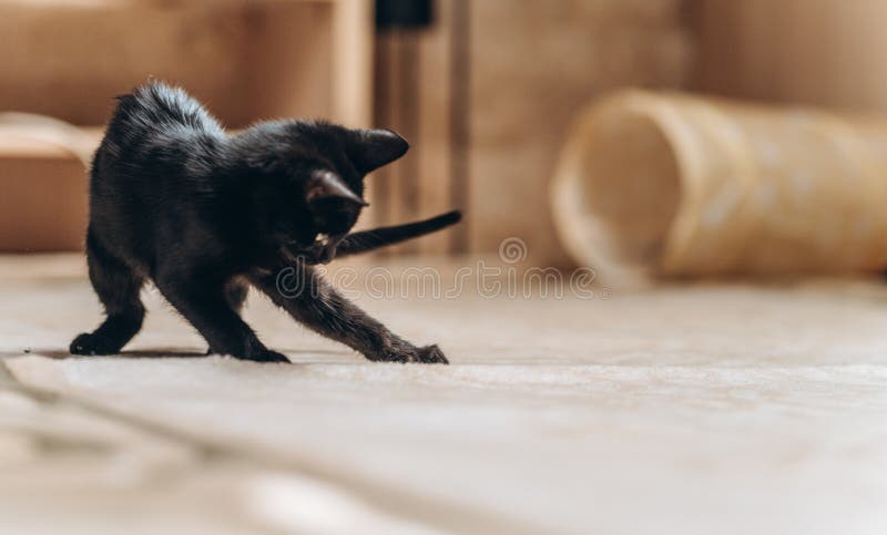 Playful Black Cat Indoors Engaged in Tail-Chasing Fun Stock Photo ...