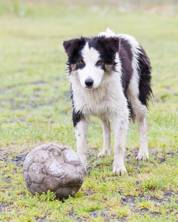 Playful Border collie stock photo. Image of energy, action - 75487512
