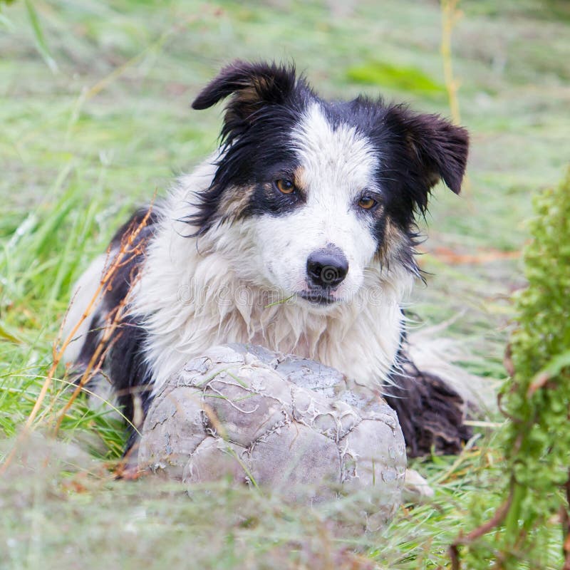 Playful Border collie stock image. Image of animal, border - 77175285