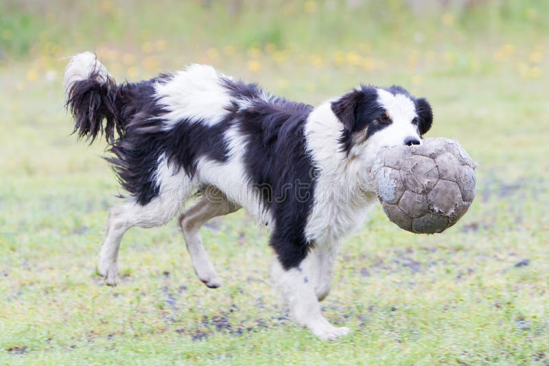 Playful Border collie stock image. Image of pedigree - 77697199