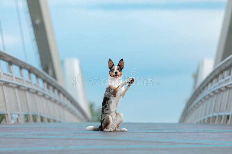 Playful Border Collie Dog Posing on Bridge Stock Photo - Image of ...