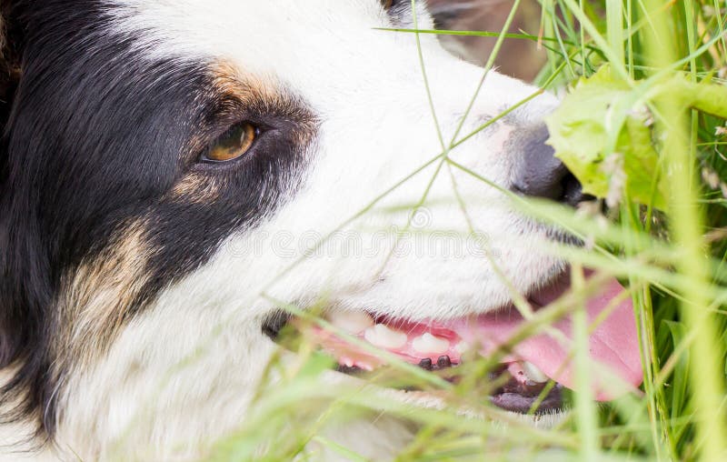 Playful Border collie stock image. Image of meadow, fast - 76877803