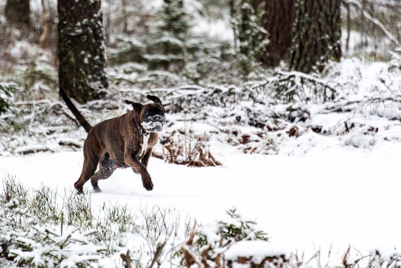 Playful Boxer stock image. Image of boxer, forest, mammal - 138832695