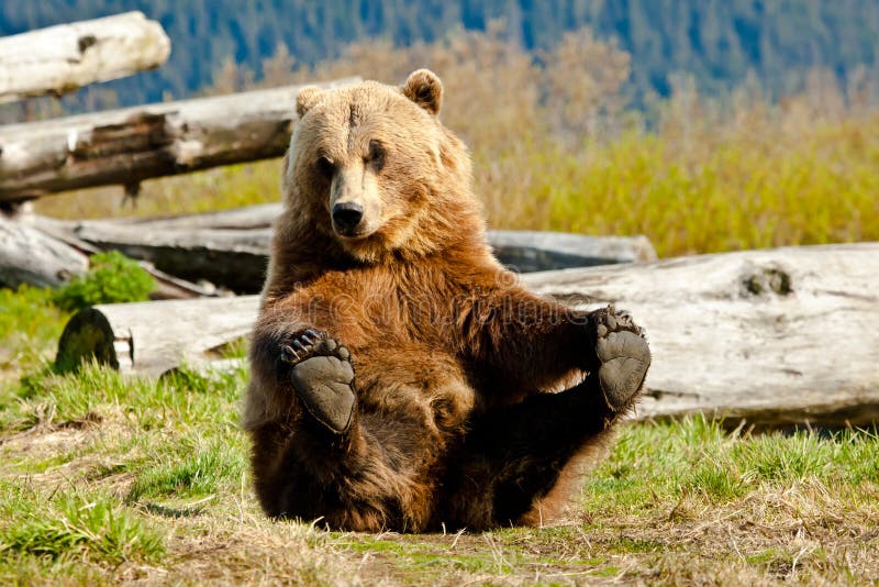 Grizzly Bear Feet And Claws Stock Photo - Image of daylight, horizontal ...