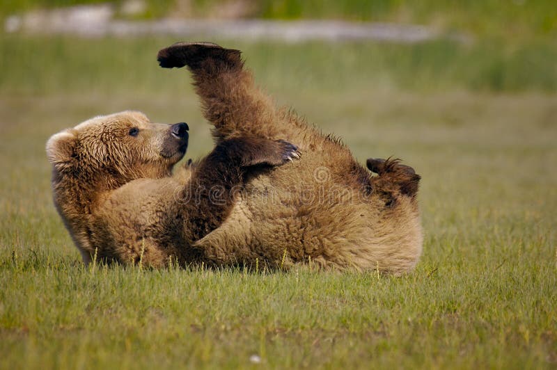 Playful Brown Bear Rolling in a Green Meadow Stock Image - Image of ...