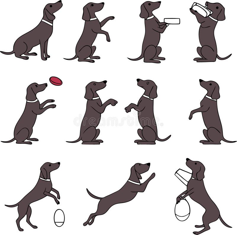 A Playful Brown Dog with a White Collar in Various Poses Stock ...