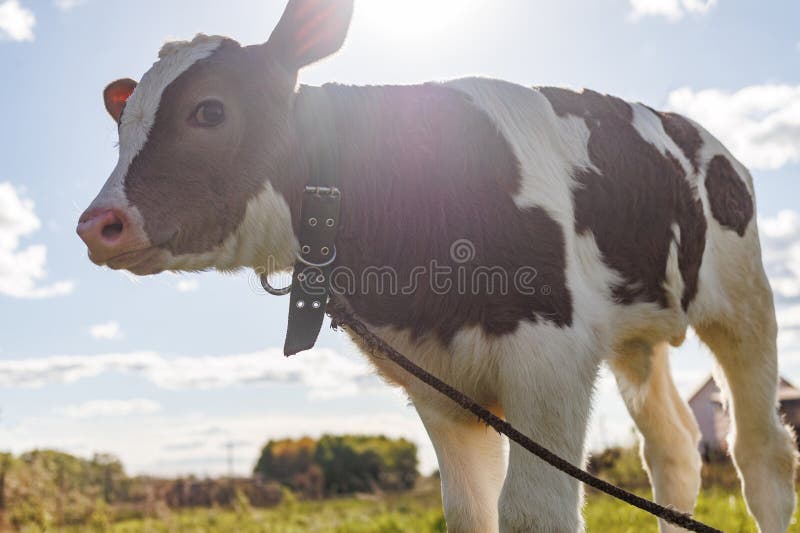 A Playful Calf Walks on a Leash in Open Fields Under a Bright Sun ...