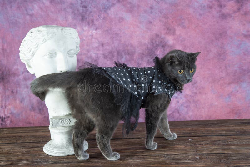 A playful cat in a costume stock image. Image of game - 177702603