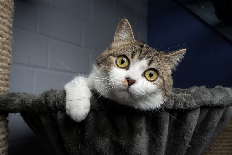Playful Cat on Scratching Post Stock Image - Image of tabby, paws ...