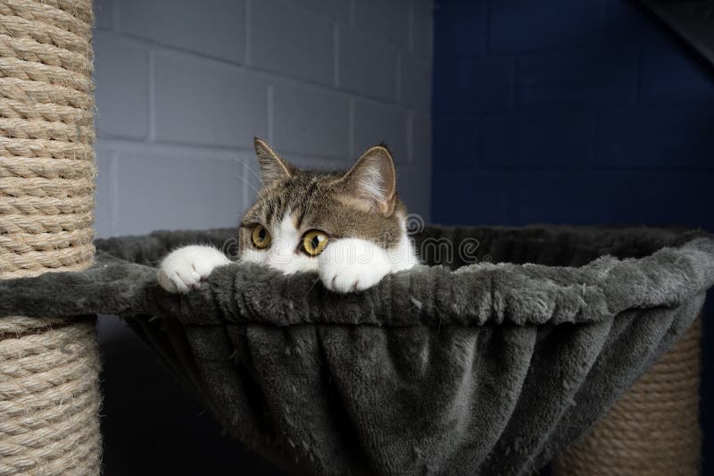 Playful Cat on Scratching Post Stock Image - Image of paws, tabby ...