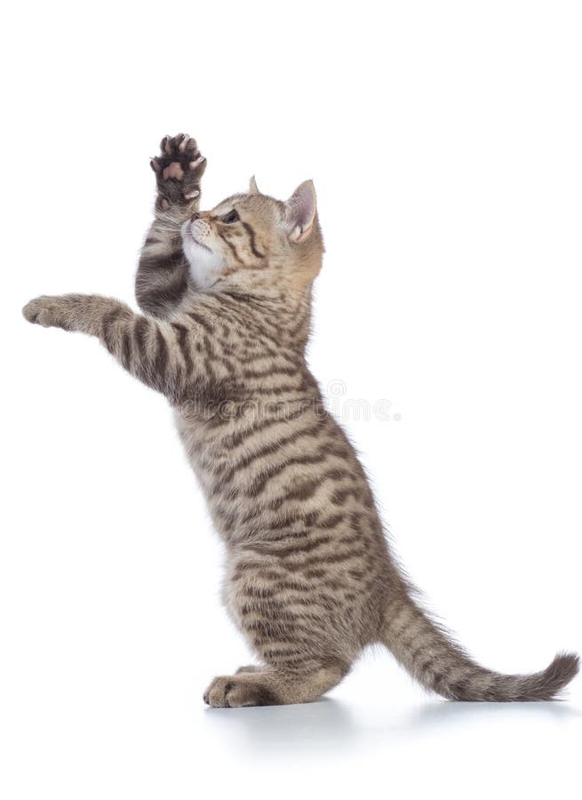 Cat Standing on Hind Legs stock photo. Image of animal - 3721170
