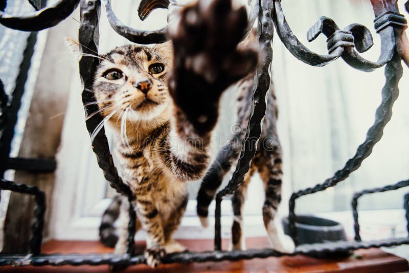 Playful Cats on a Beautiful Vintage Panes. Stock Image - Image of nice ...