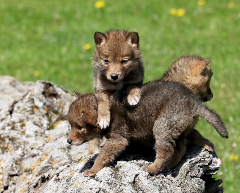 Coyote pups stock photo. Image of vertical, wildlife - 21707860