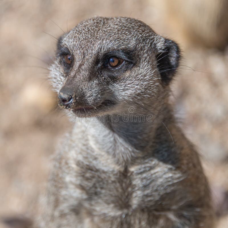 Playful and Curious Suricates in a Small Open Resort Stock Photo ...