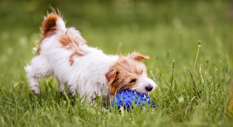 Playful Dog Catching, Chewing Her Toy, Puppy Hyperactivity Stock Photo ...