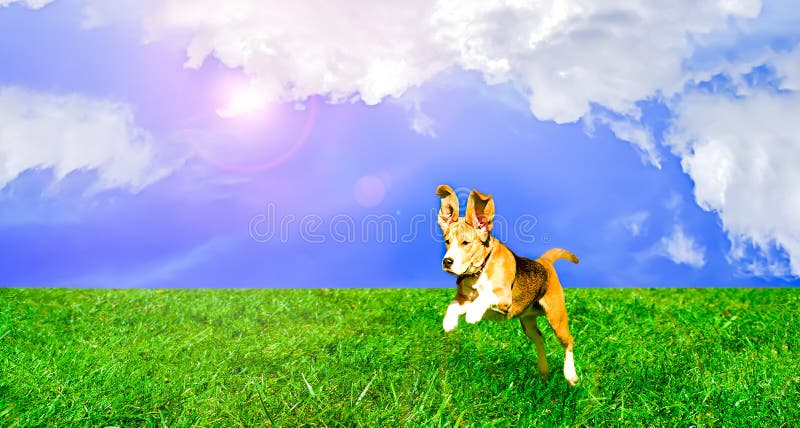 Playful dog jumping stock photo. Image of breed, happy - 34046990