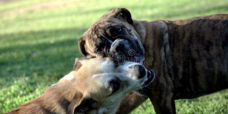 Two Large Dogs Shows Strength Stock Photo - Image of competition, loyal ...