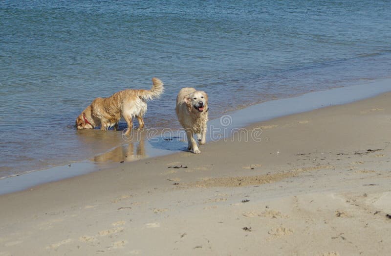 Playful Dogs Picture. Image: 4735733