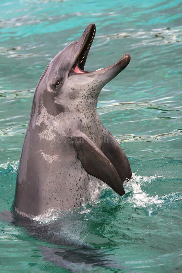 Playful Dolphin stock image. Image of outdoor, play, aquarium - 9090439
